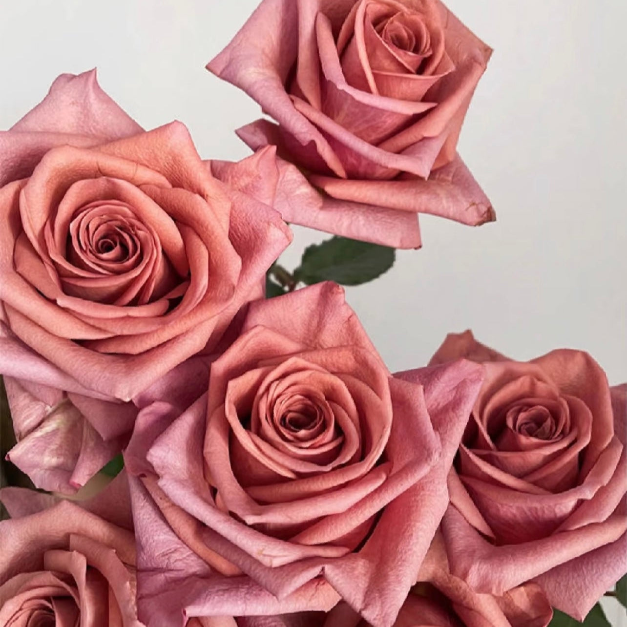 Barista Rose – Rich Color - Refined Elegance