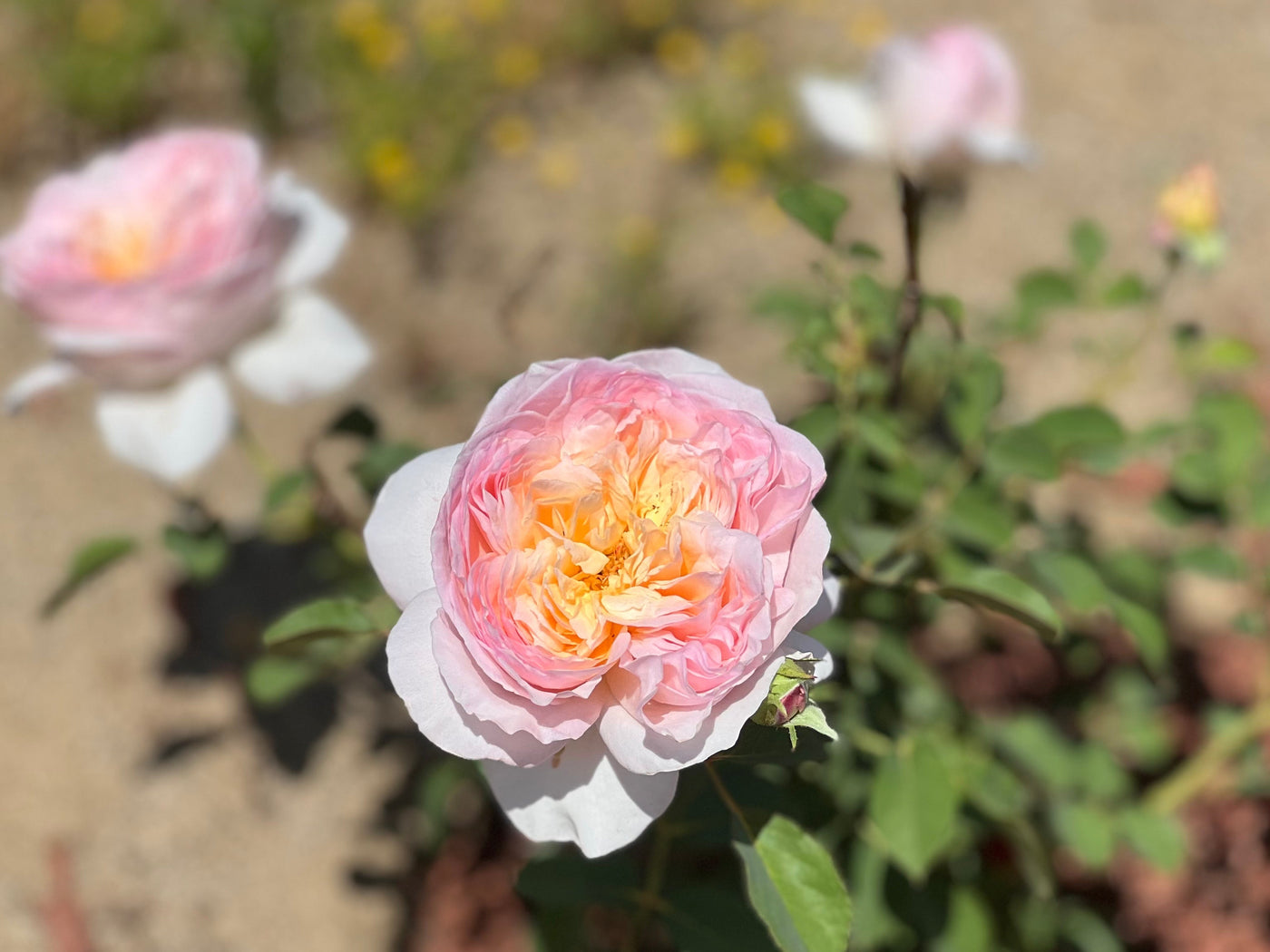 Summer Rose Care Tips – Expert Guide from Kate Roses