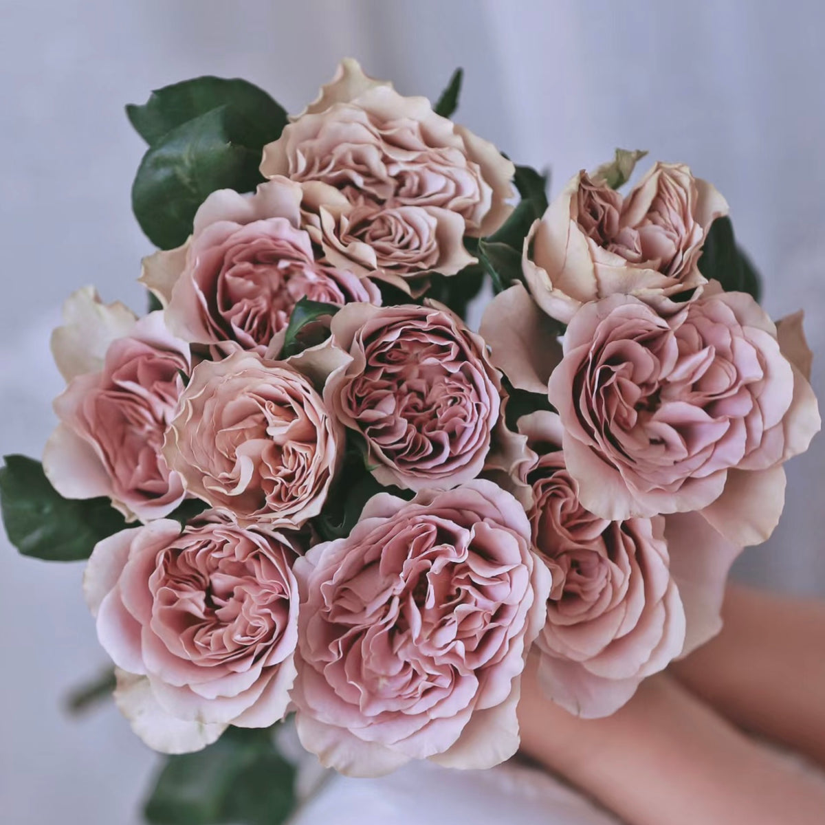 Caffe Latte Rose - Taupe Color - Moderately Fragrant | Kate Roses