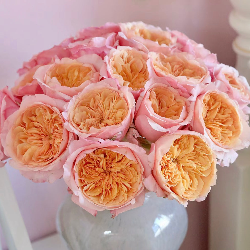 Victoria ‘s Secret Rose | Kate Roses