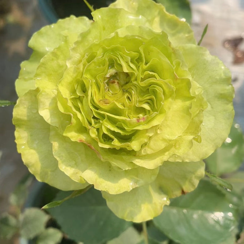 Super Green Rose – Unique Green Cut Rose – Cool Weather Only - Long ...