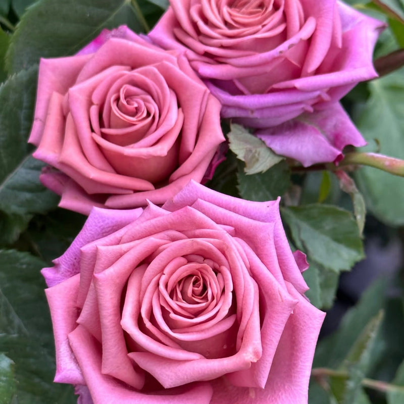 Barista Rose – Rich Color - Refined Elegance