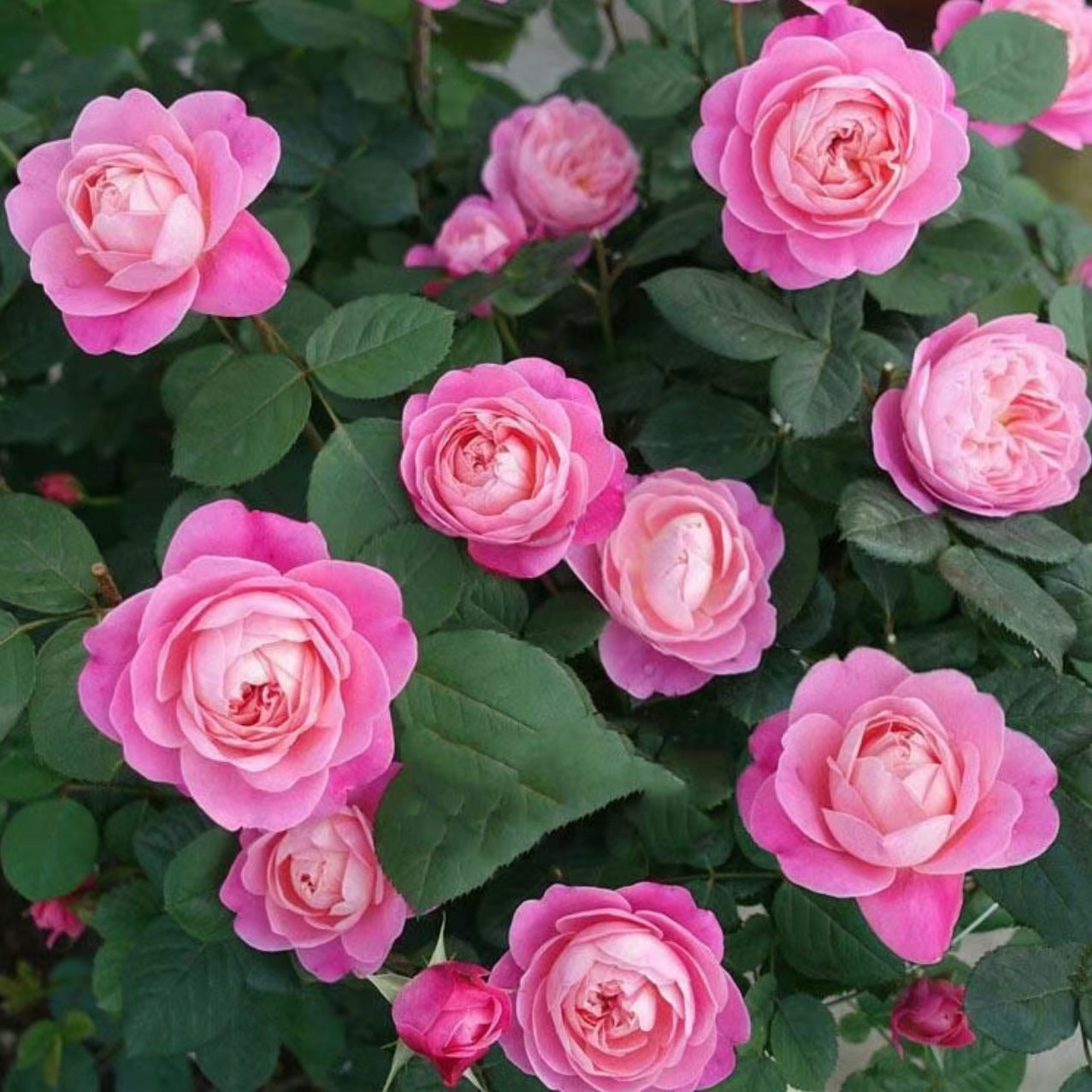Dream Light Rose – Japanese Rose - Mild Tea Scent - Kate Roses