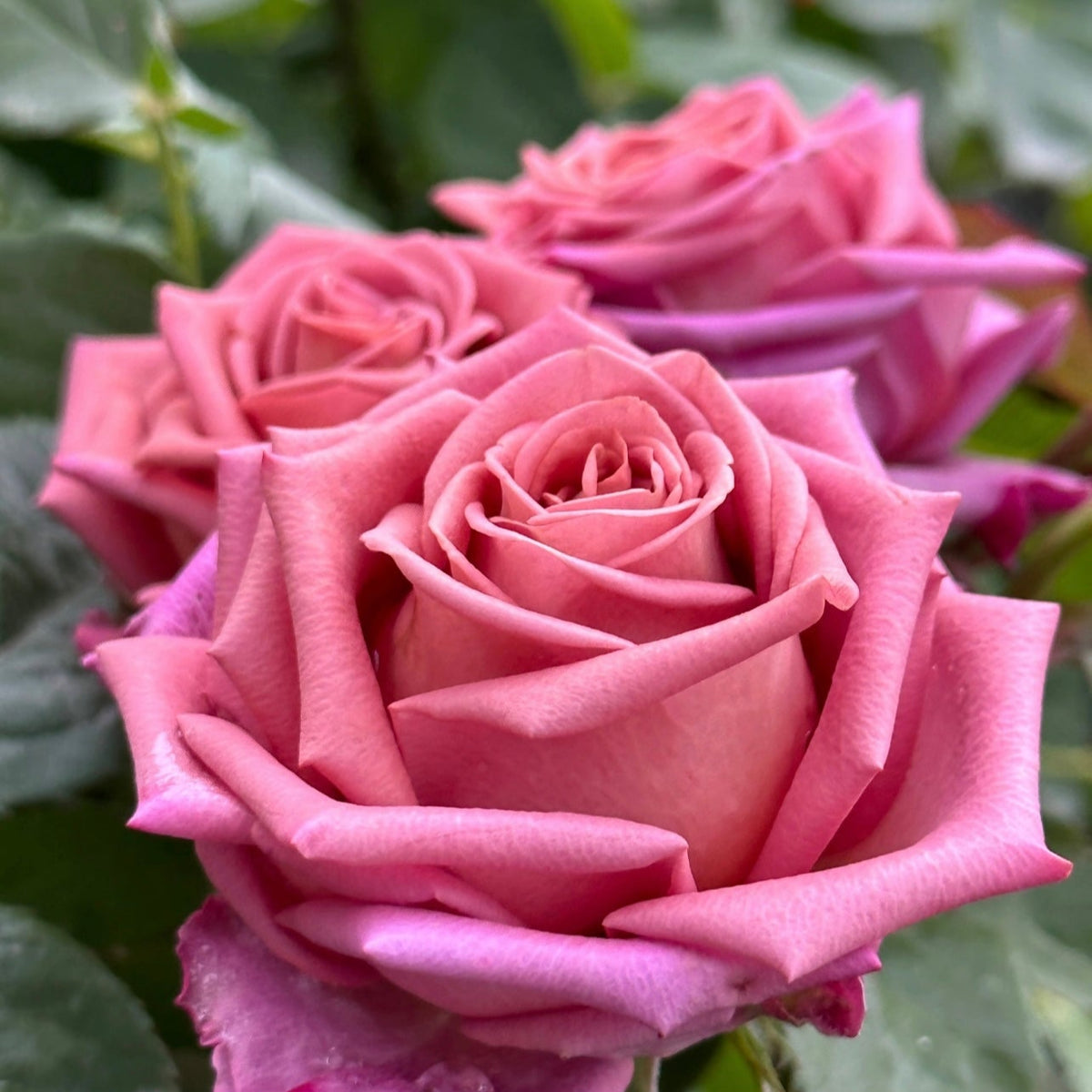 Barista Rose – Rich Color - Refined Elegance