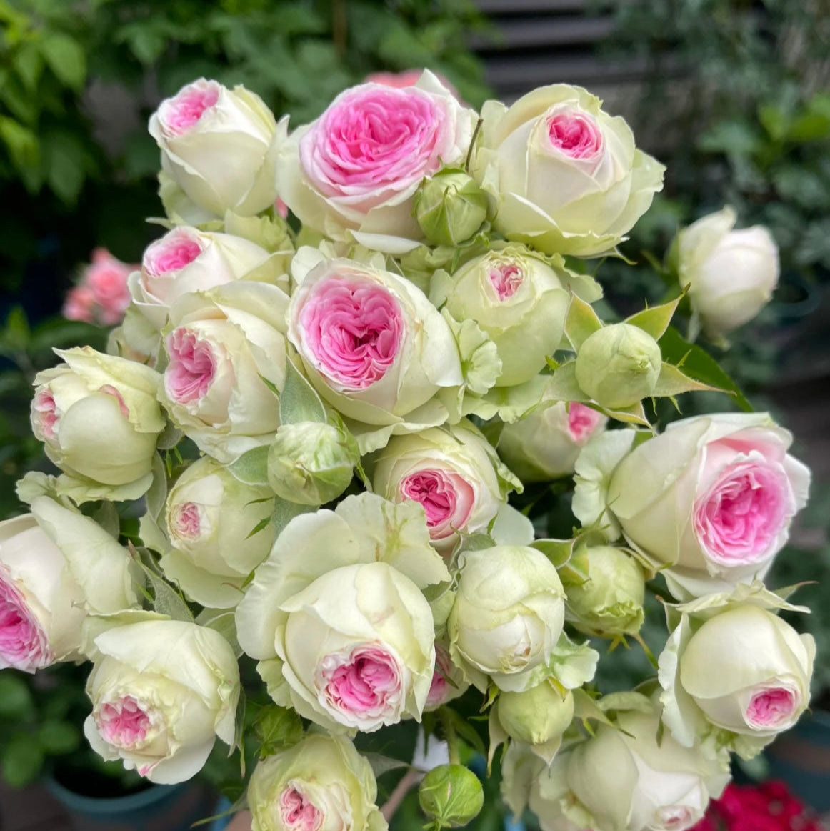 Ice Cream Rose - Elegant Spray Cut Rose - Kate Roses