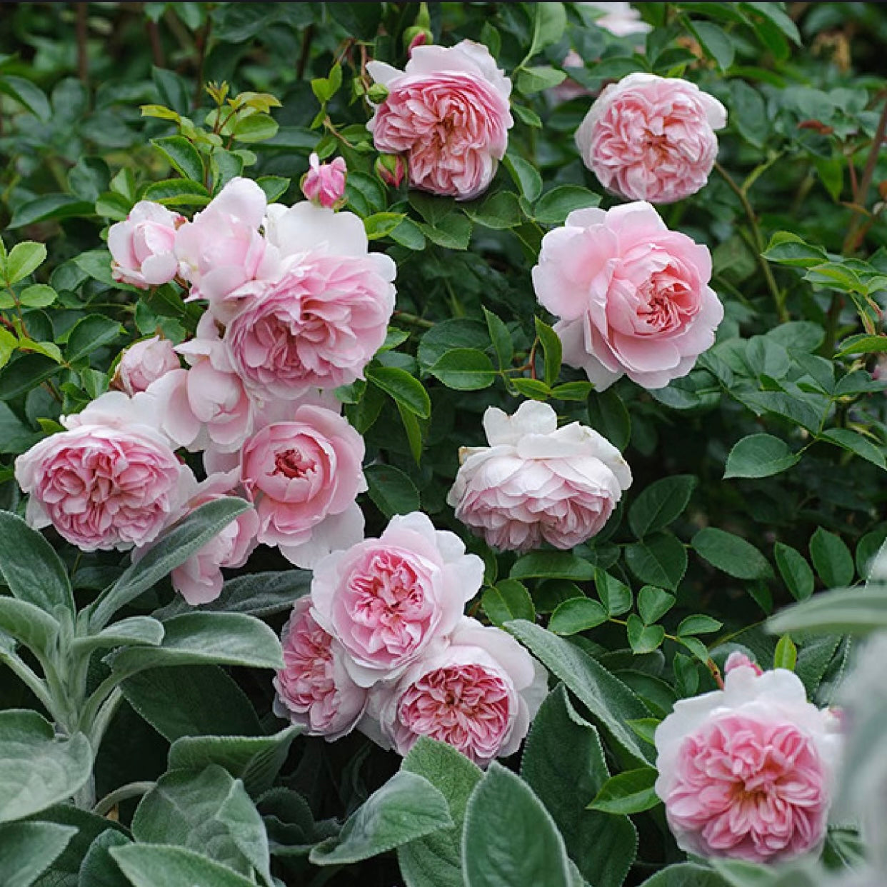 Pretty Yuto – Light Pink Shrub Rose with Fruity Scent | Kate Roses