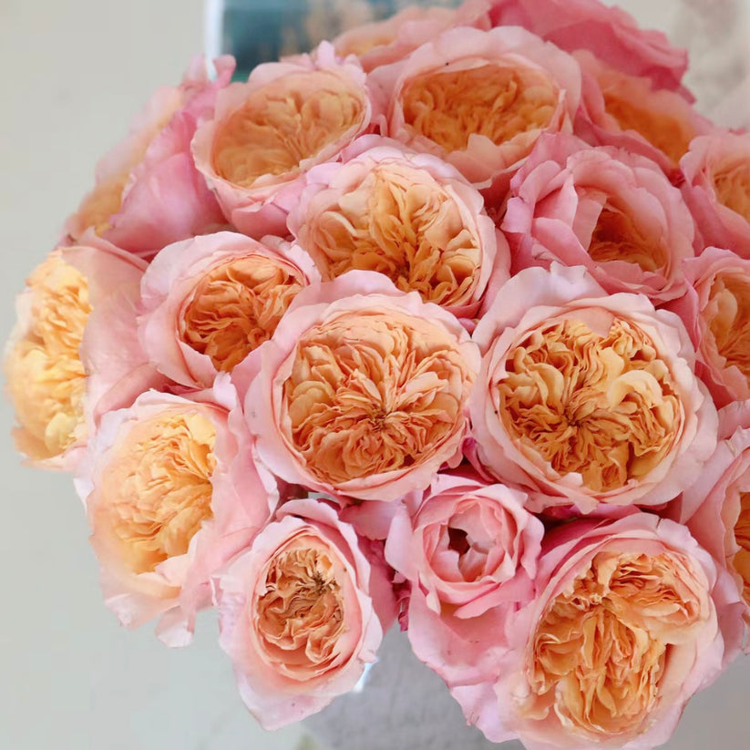 Victoria ‘s Secret Rose | Kate Roses