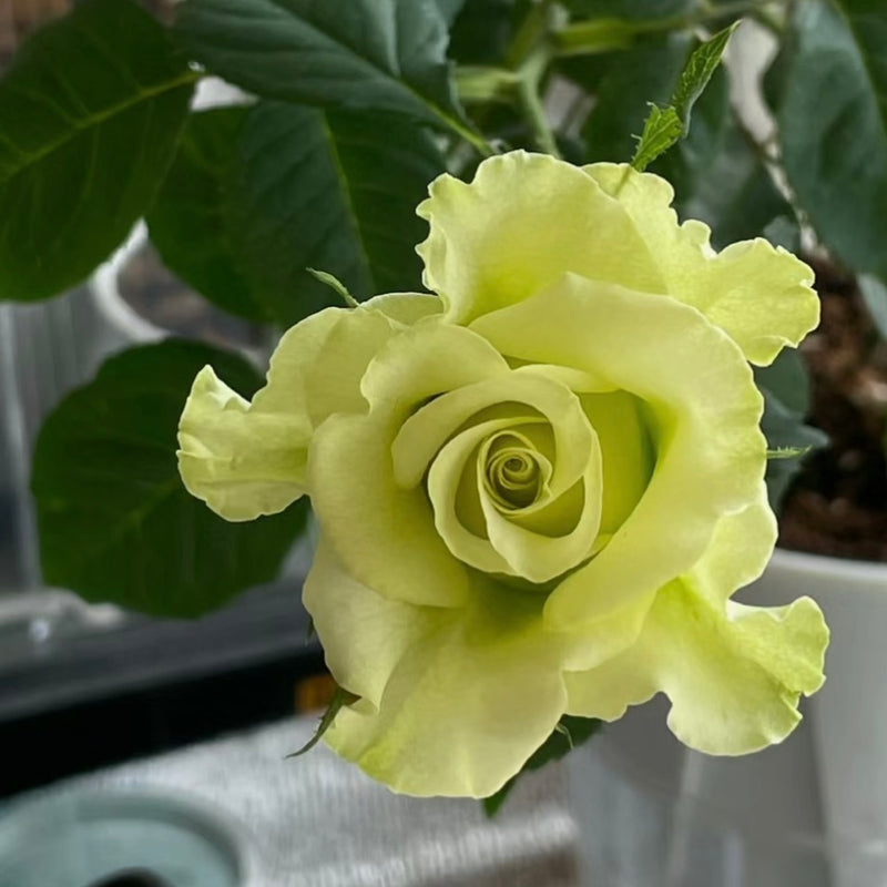 Super Green Rose – Unique Green Cut Rose – Cool Weather Only - Long ...