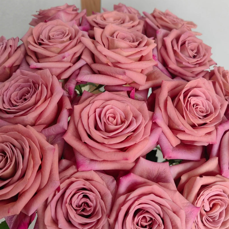 Barista Rose – Rich Color - Refined Elegance