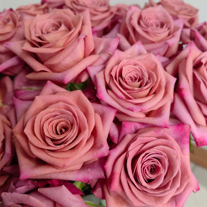 Barista Rose – Rich Color - Refined Elegance