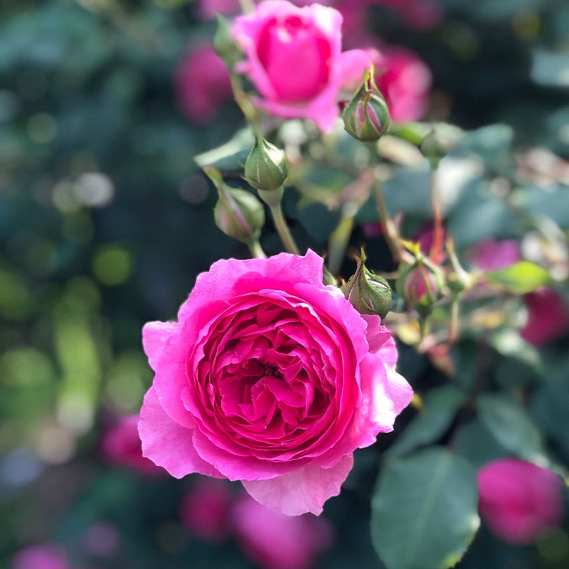 Parade Rose - Hardy Climber - Pink Flower - Live Plant - Own Root Rose ...