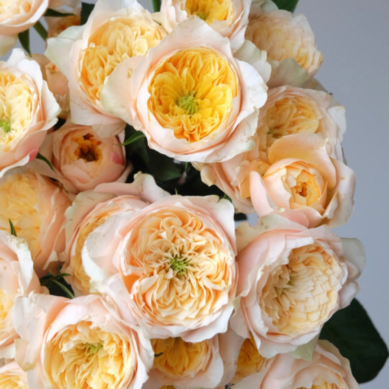 Golden Vuvuzela Rose – Elegant Cut Flower -Kate Roses