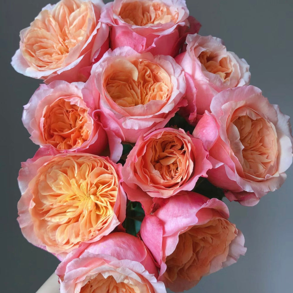 Victoria ‘s Secret Rose | Kate Roses