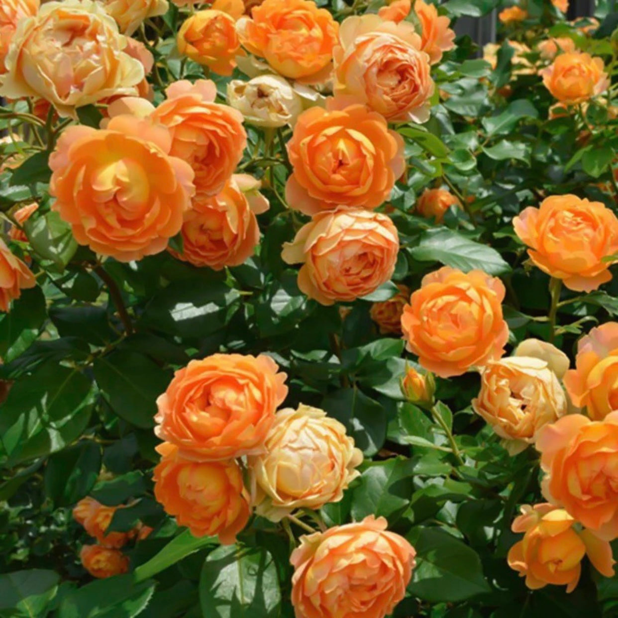 Honey Caramel Rose – Climbing Rose – Warm Caramel Color, Strong Growth ...