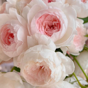 Arietta Rose – Soft Pink Small Climbing Rose | Kate Roses