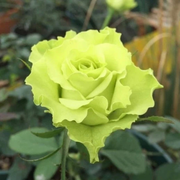 Super Green Rose – Unique Green Cut Rose – Cool Weather Only - Long ...