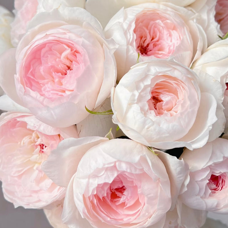 Arietta Rose – Soft Pink Small Climbing Rose | Kate Roses