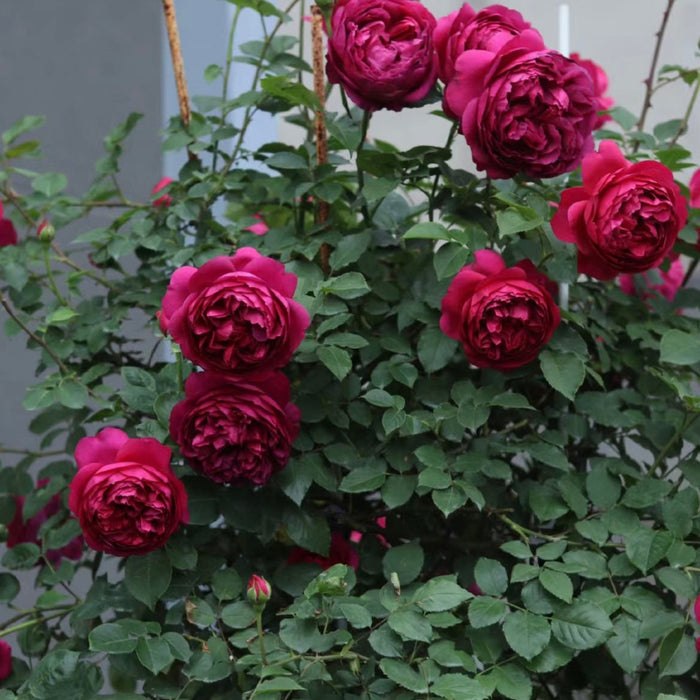 Autumn Rouge Rose - Japanese Fragrant Rose - Cupped Red Flower