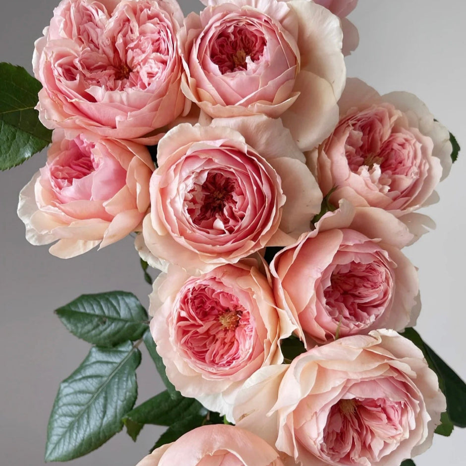 Fragrant Roses | Kate Roses
