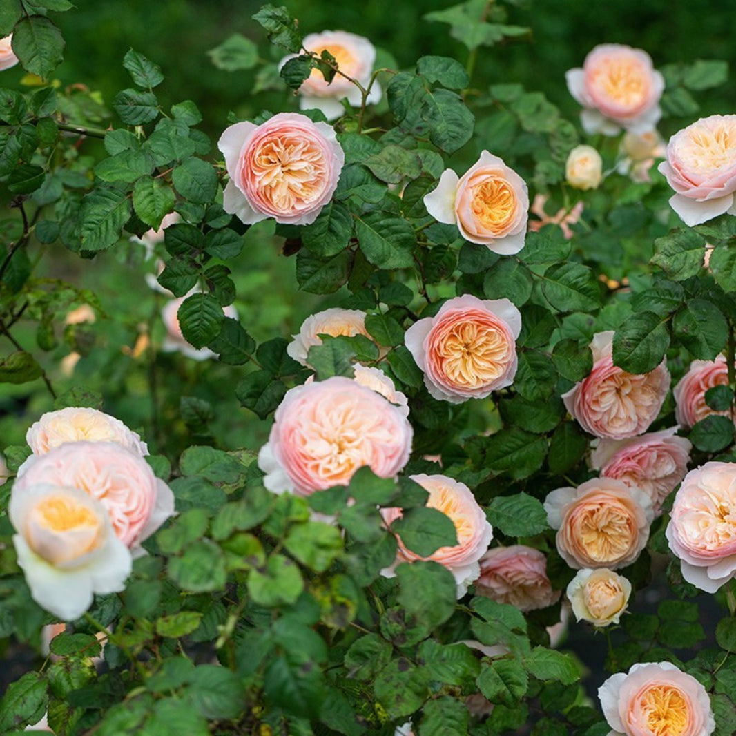 Chinese Rose | Kate Roses