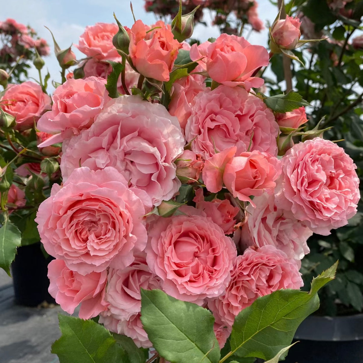 Corail Gelee Rose – Hardy Japanese Variety - Coral-Pink Blooms