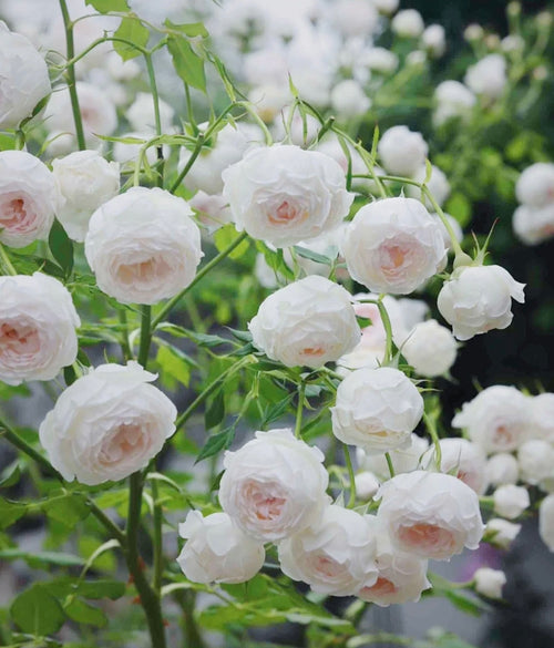 Arietta Rose – Soft Pink Small Climbing Rose | Kate Roses
