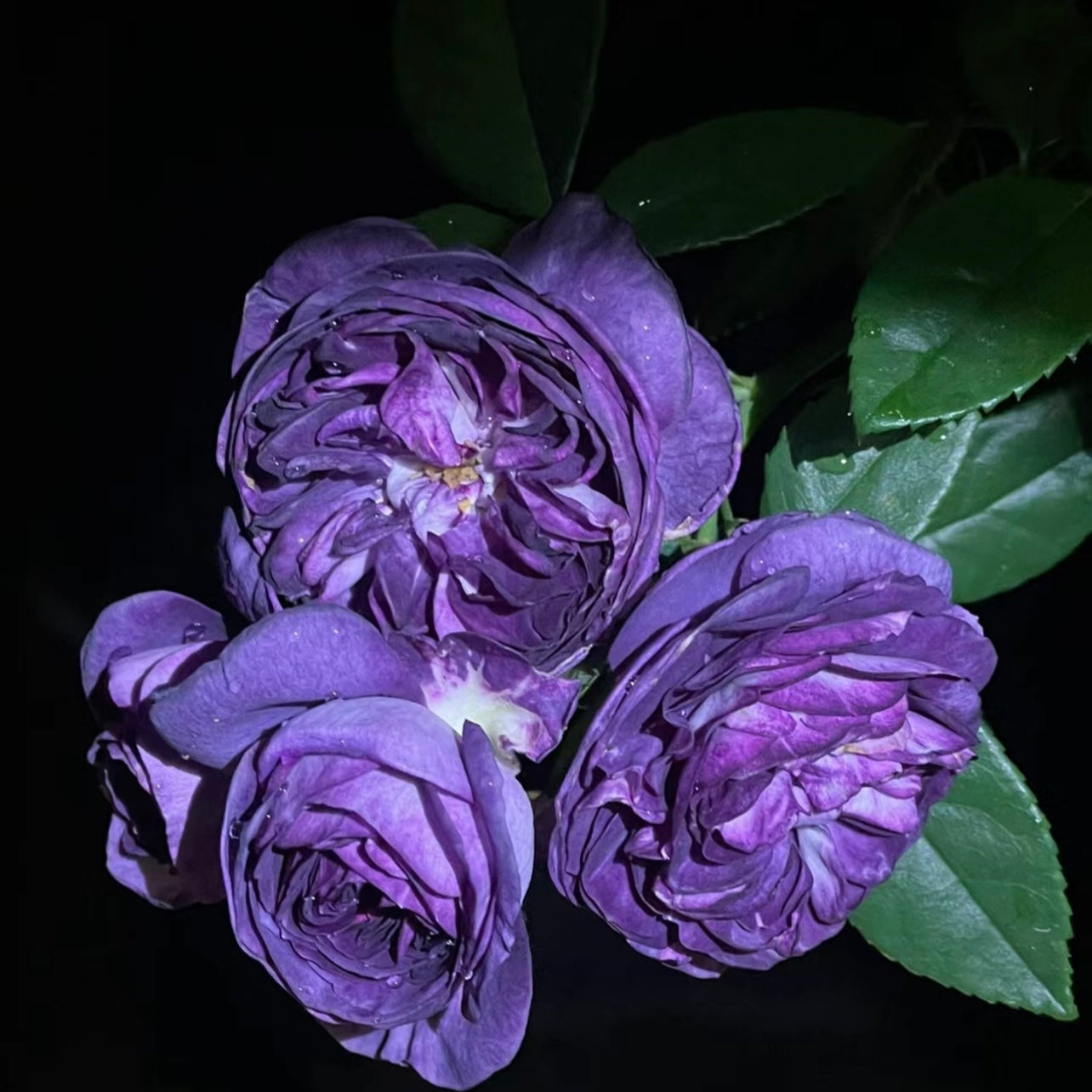 Rinaldo Rose – Deep Purple Shrub Rose – Rare Color, Collector Favorite