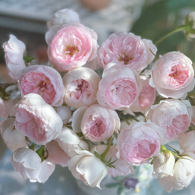 Arietta Rose - Soft Pink Cupped Rose - Strong Fragrant - Kate Roses