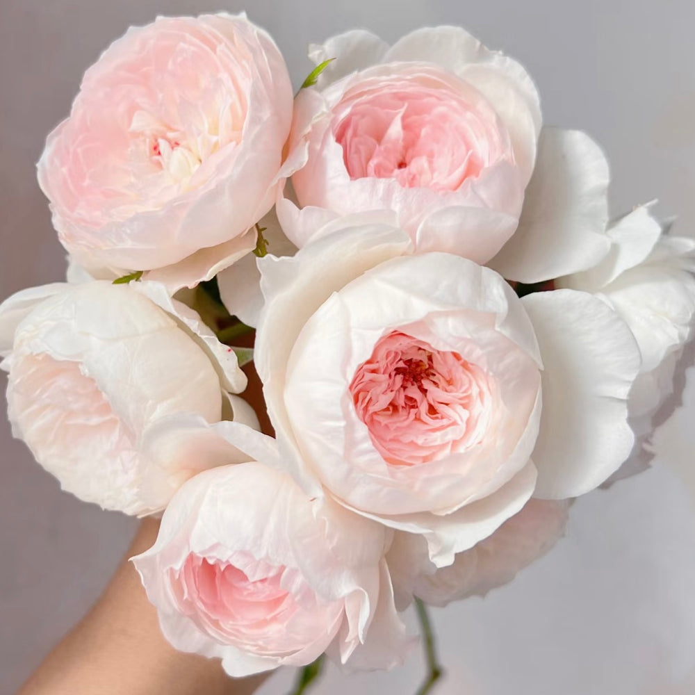 Arietta Rose – Soft Pink Small Climbing Rose | Kate Roses