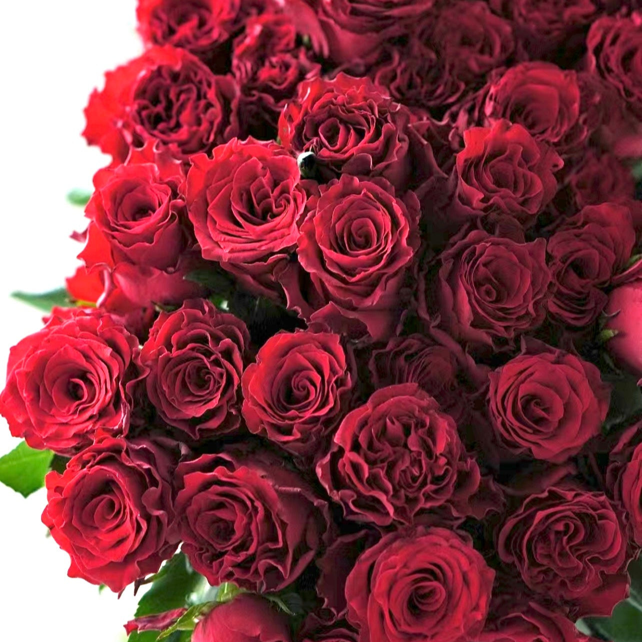 Autumn Rouge Rose - Japanese Fragrant Rose - Elegance Red Flower
