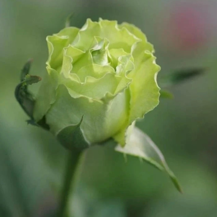 Super Green Rose – Unique Green Cut Rose – Cool Weather Only - Long ...