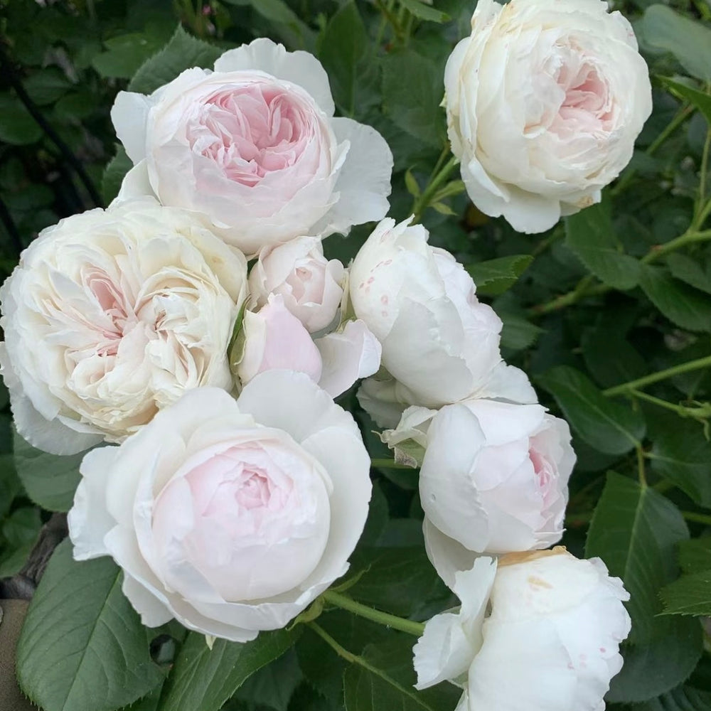Arietta Rose – Soft Pink Small Climbing Rose | Kate Roses