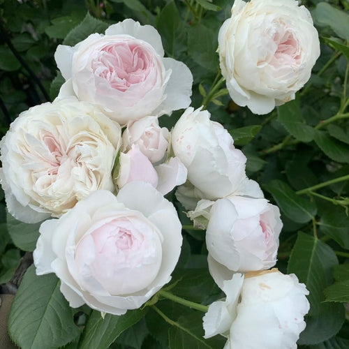 Arietta Rose – Soft Pink Small Climbing Rose | Kate Roses