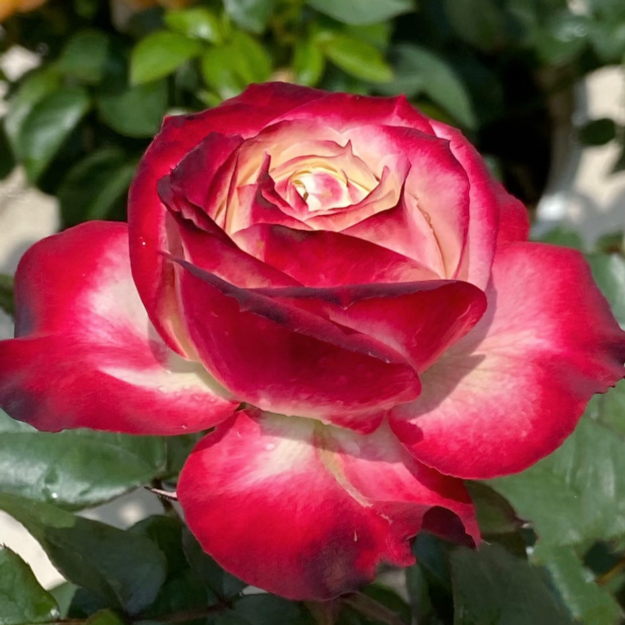 Apple Jack Rose - Long Vase Life Rose - Kate Roses