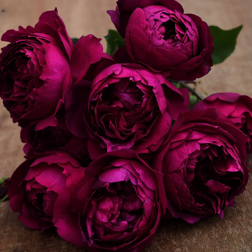 Autumn Rouge Rose - Japanese Fragrant Rose - Elegance Red Flower – Kate ...