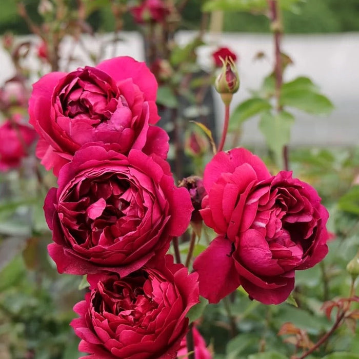 Autumn Rouge Rose - Japanese Fragrant Rose - Cupped Red Flower
