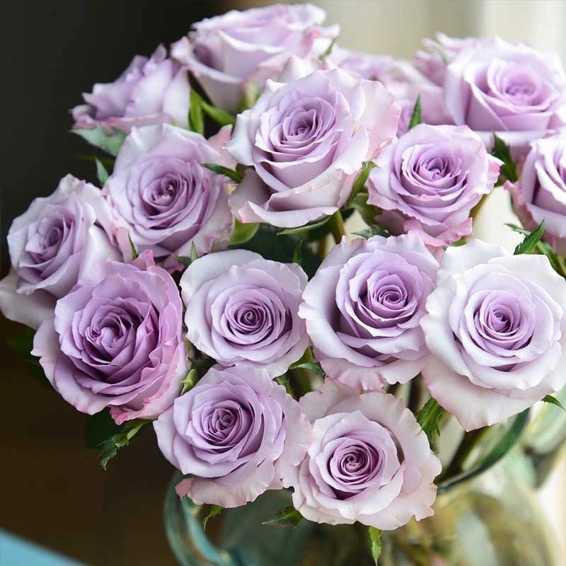 Ocean Song Rose – Lavender Cut Rose – Long Vase Life - Popular for Events
