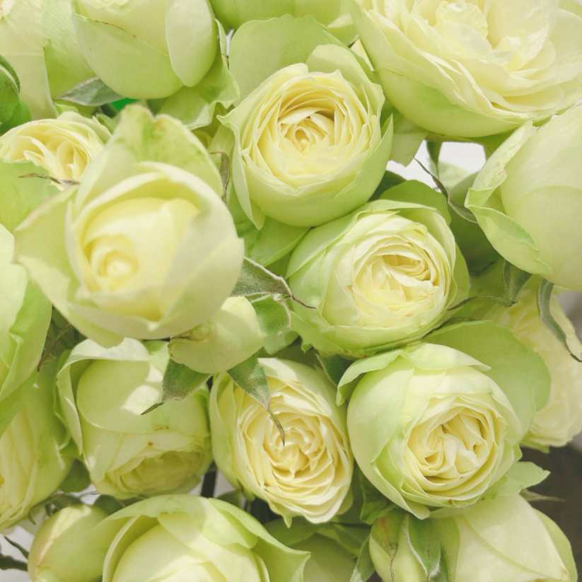 Creamy Eden Rose | Kate Roses