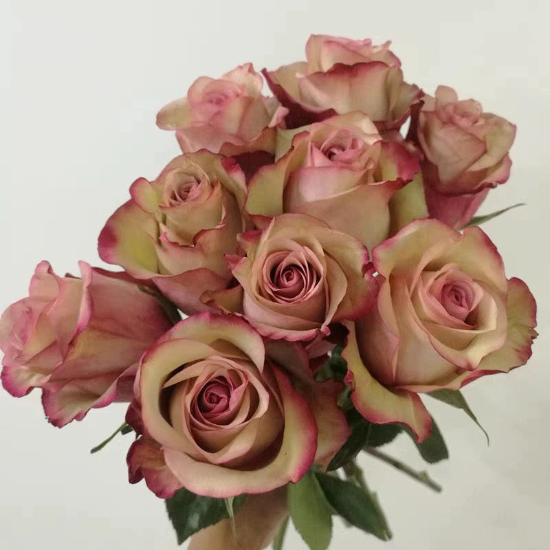 Red Wine – Gray and Red Edged Shrub Rose | Kate Roses