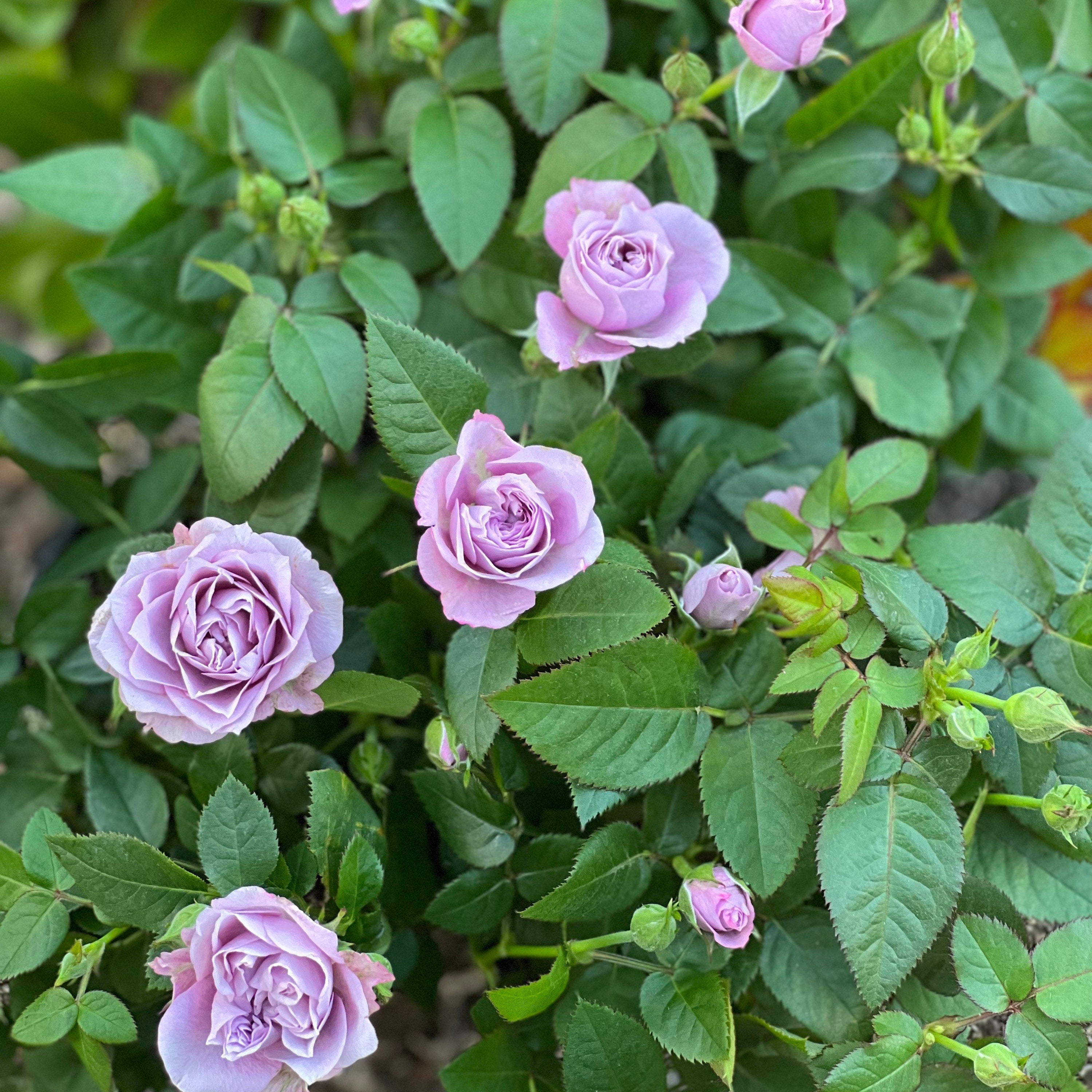 Products – Kate Roses