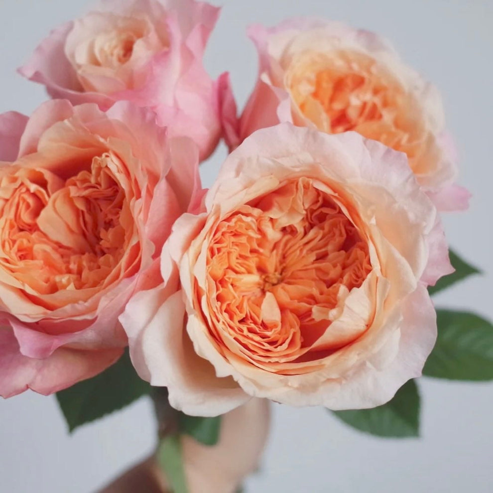 Victoria ‘s Secret Rose | Kate Roses