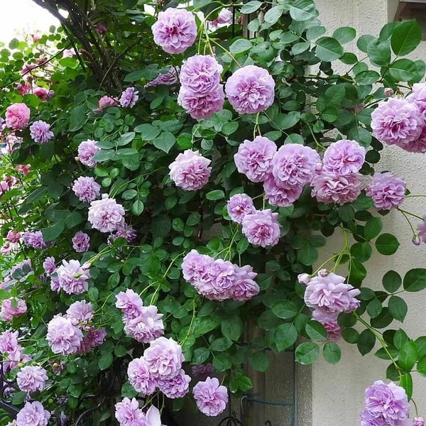 Rainy Blue Rose – Soft Lavender Climbing Rose for Small Gardens | Kate ...