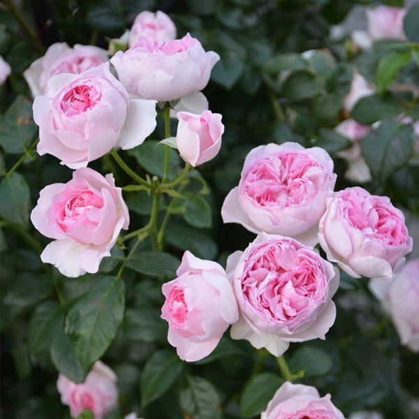 Mon Coeur Rose – Shrub – Heat-Tolerant, Repeat Blooming, Compact ...