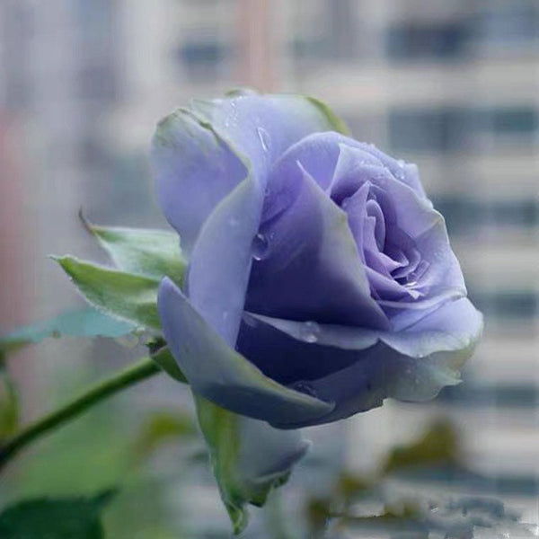 Turn Blue – Rare Lavender Blue Rose | Kate Roses