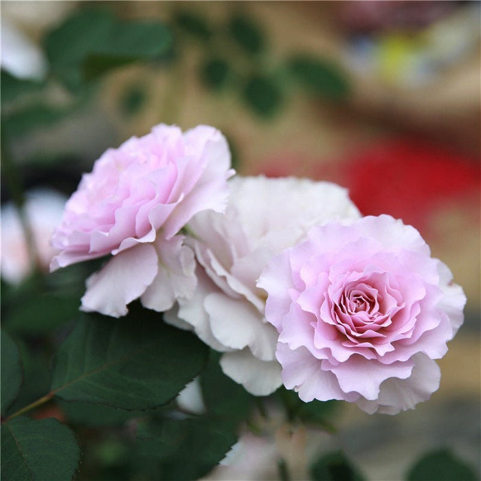 New Wave Rose – Lilac Lavender Shrub Rose with Tea Scent | Kate Roses