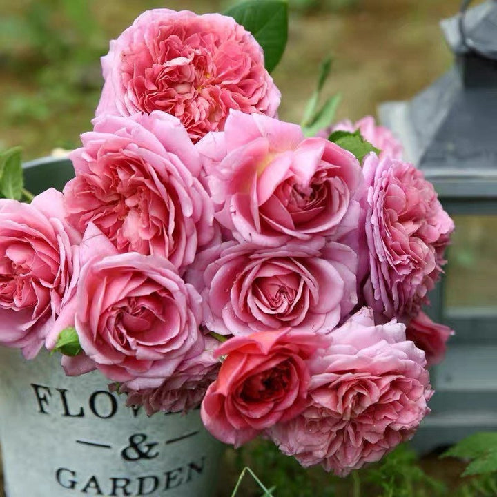 Climbing Roses | Kate Roses