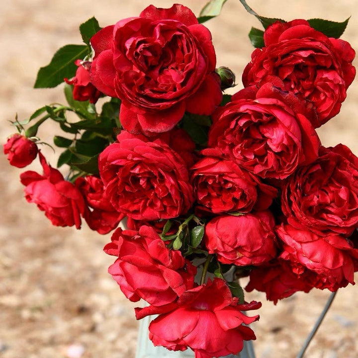 Climbing Roses – Kate Roses