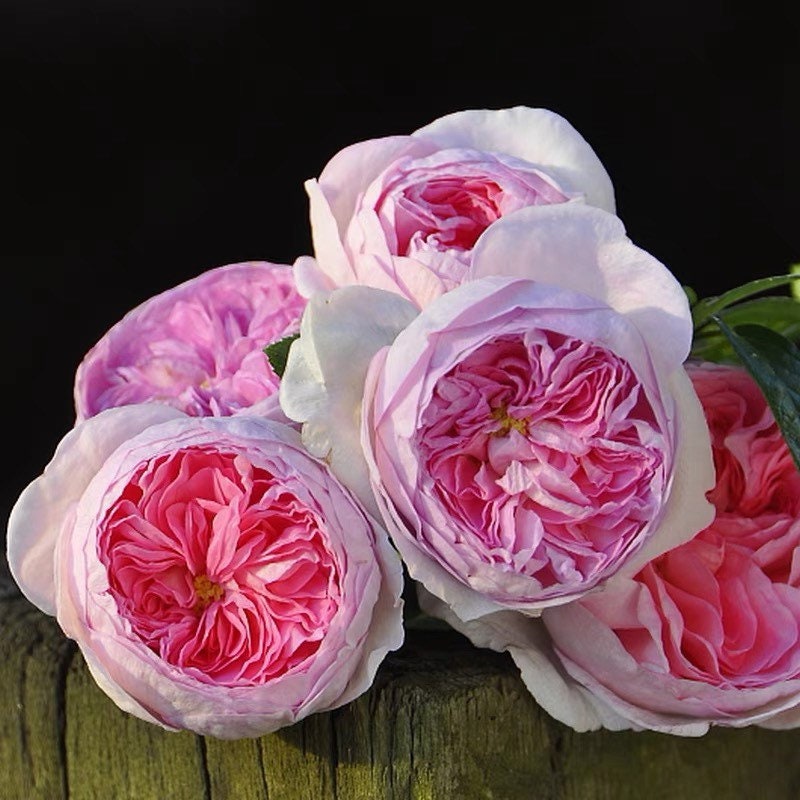 Mon Coeur Rose – Shrub – Heat-Tolerant, Repeat Blooming, Compact ...