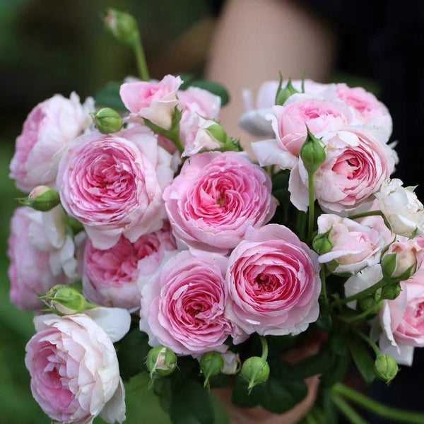 Mon Coeur Rose – Shrub – Heat-Tolerant, Repeat Blooming, Compact ...