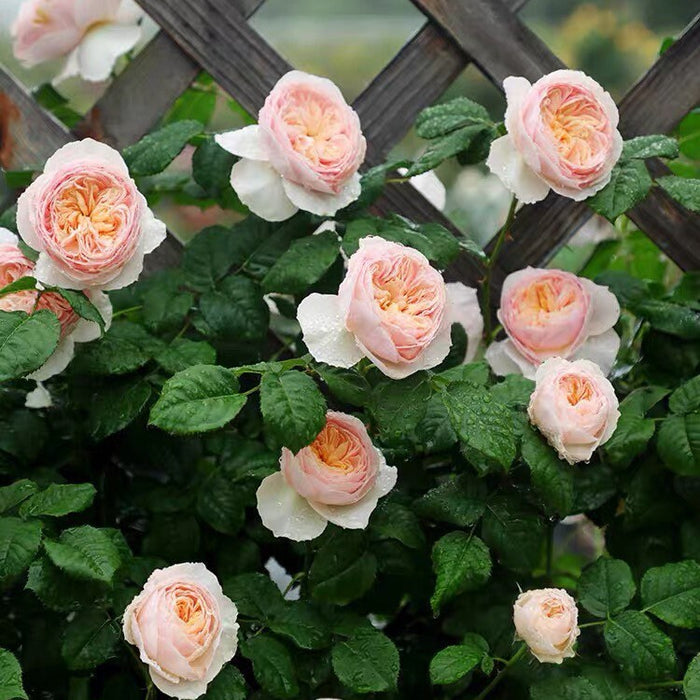 Han Xian Rose – Elegant Chinese Climbing Rose - Kate Roses